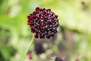 22 Black Flowers to Add Elegance and Mystery to Your Garden - Plantglossary