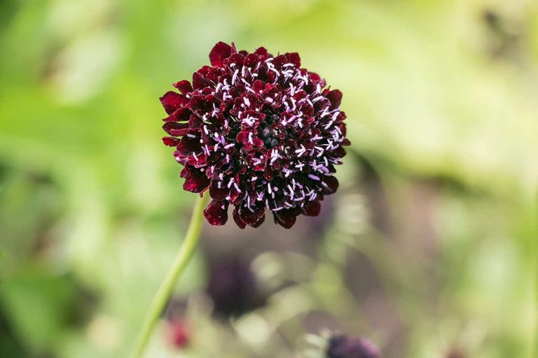 22 Black Flowers to Add Elegance and Mystery to Your Garden - Plantglossary