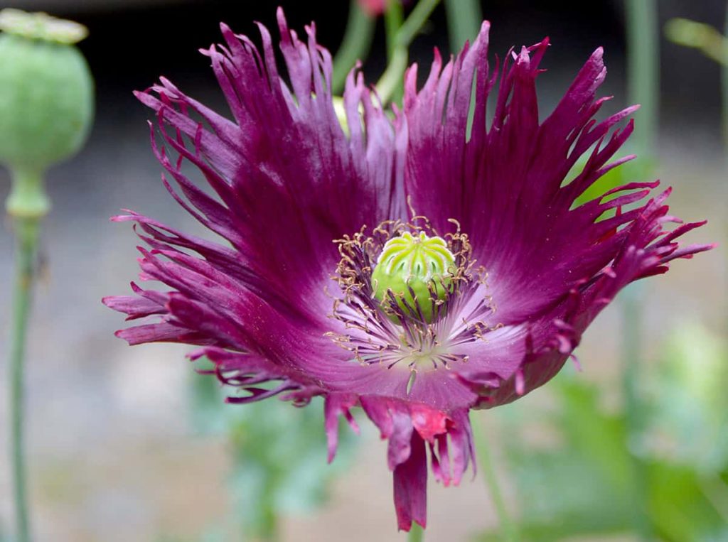 22 Black Flowers to Add Elegance and Mystery to Your Garden - Plantglossary