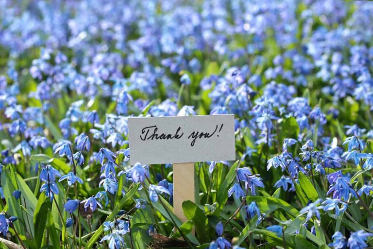 10 Flowers in Season in May – A Guide to Seasonal Blooms - Plantglossary