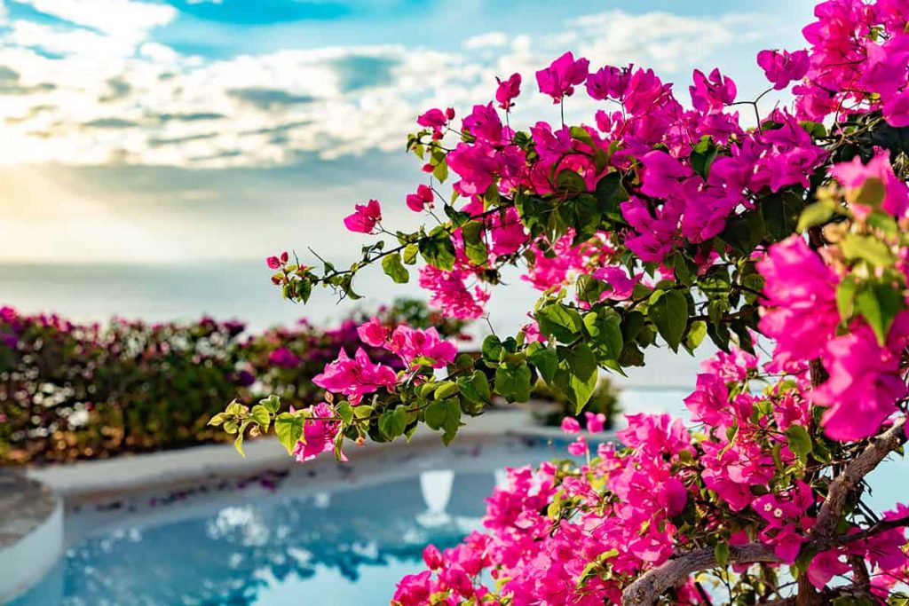 20 Best Plants Around the Pool - Plantglossary