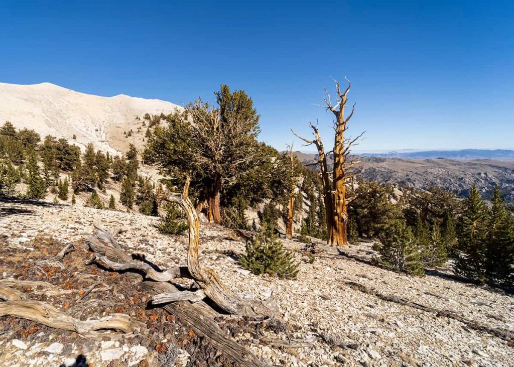 30 Different Types of Pine Trees You Can Grow - Plantglossary