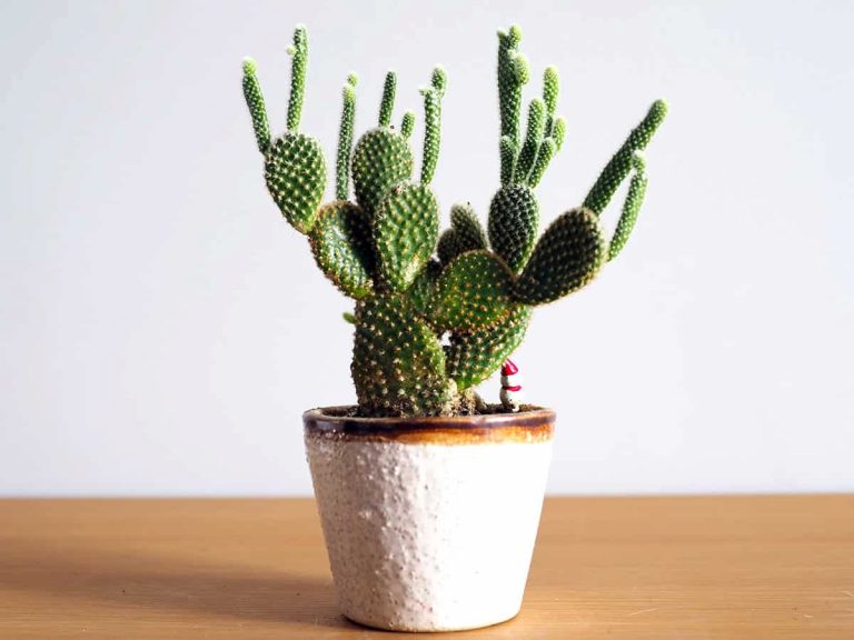 21 Unusual Houseplants That Are Anything But Extraordinary - Plantglossary
