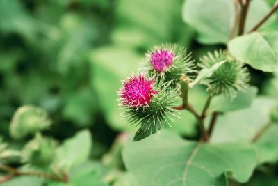 20 Medicinal Wild Plants with Powerful Medicinal Benefits - Plantglossary