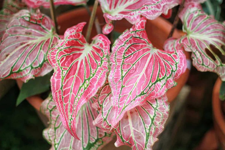 18 Pink Houseplants That Will Make Your Home Pop - Plantglossary