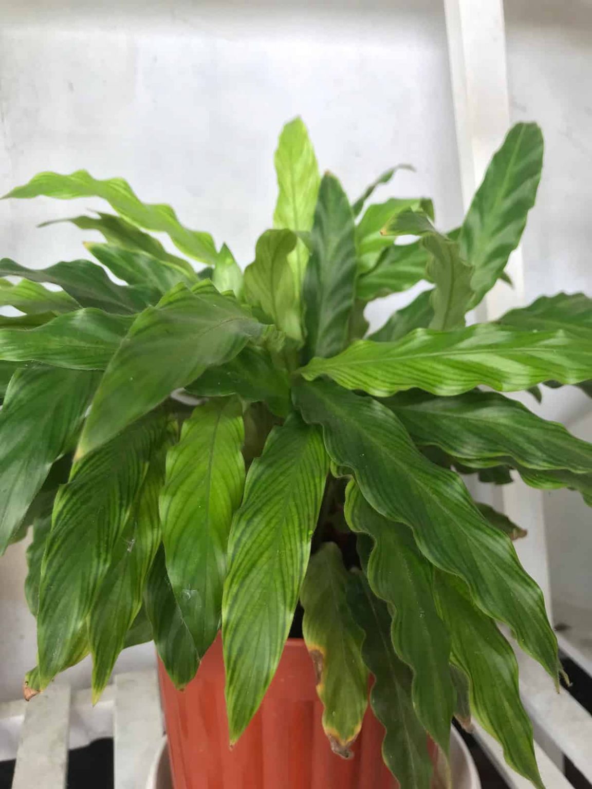 20 Small Indoor Plants That Can Fit Any Space - Plantglossary