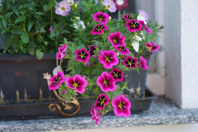 20 Best Flowers for Your Window Boxes - Plantglossary