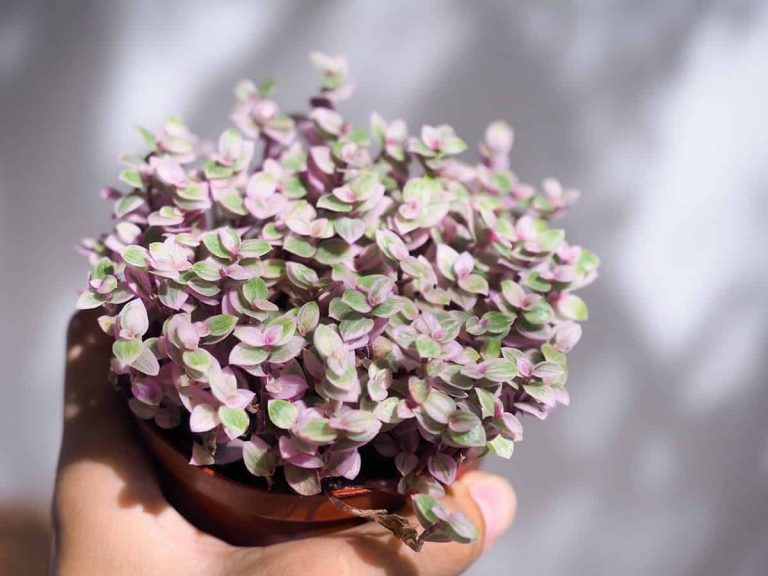 18 Pink Houseplants That Will Make Your Home Pop - Plantglossary