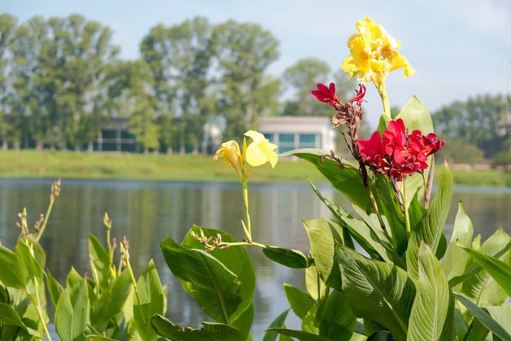 20 Best Plants Around the Pool - Plantglossary