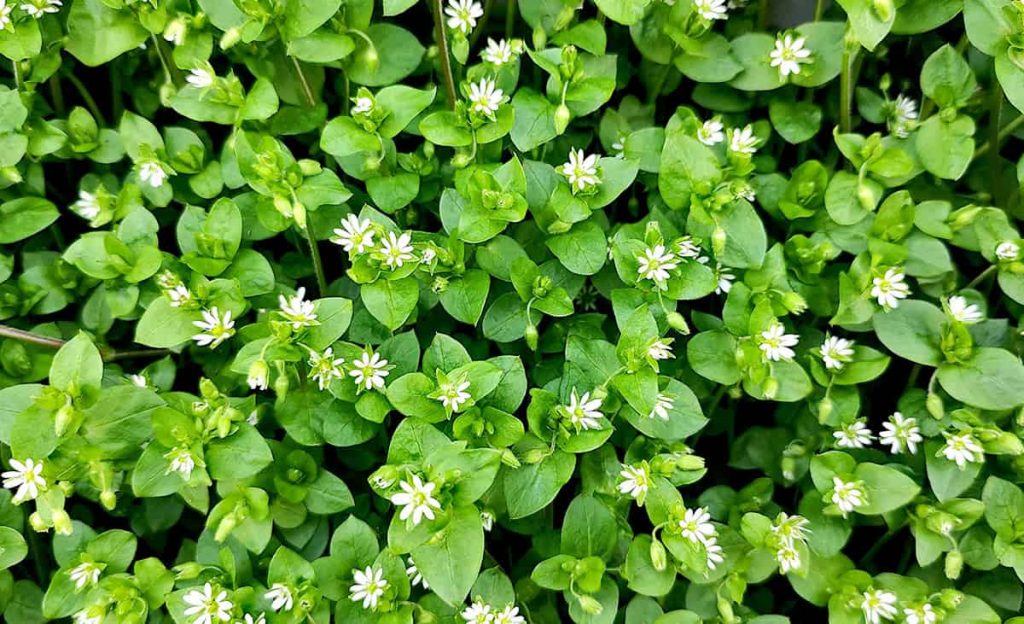 20 Medicinal Wild Plants With Powerful Medicinal Benefits Plantglossary