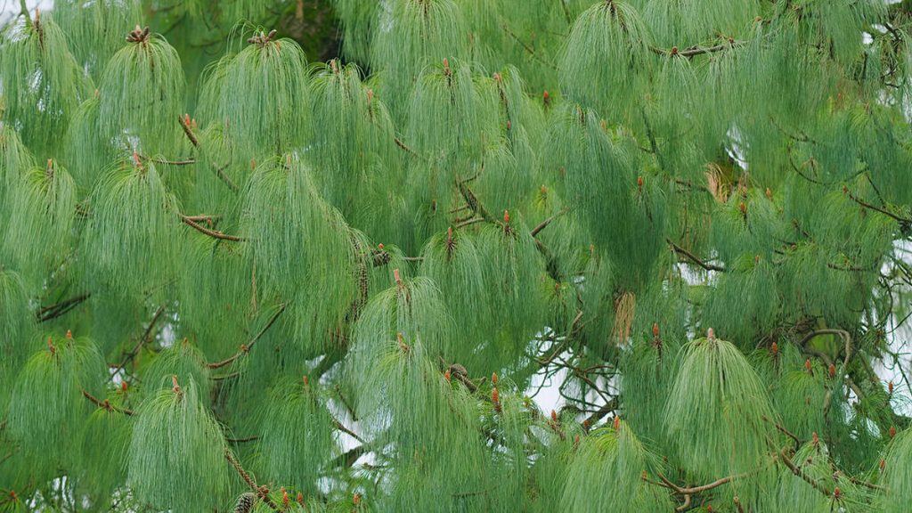 30 Different Types of Pine Trees You Can Grow - Plantglossary