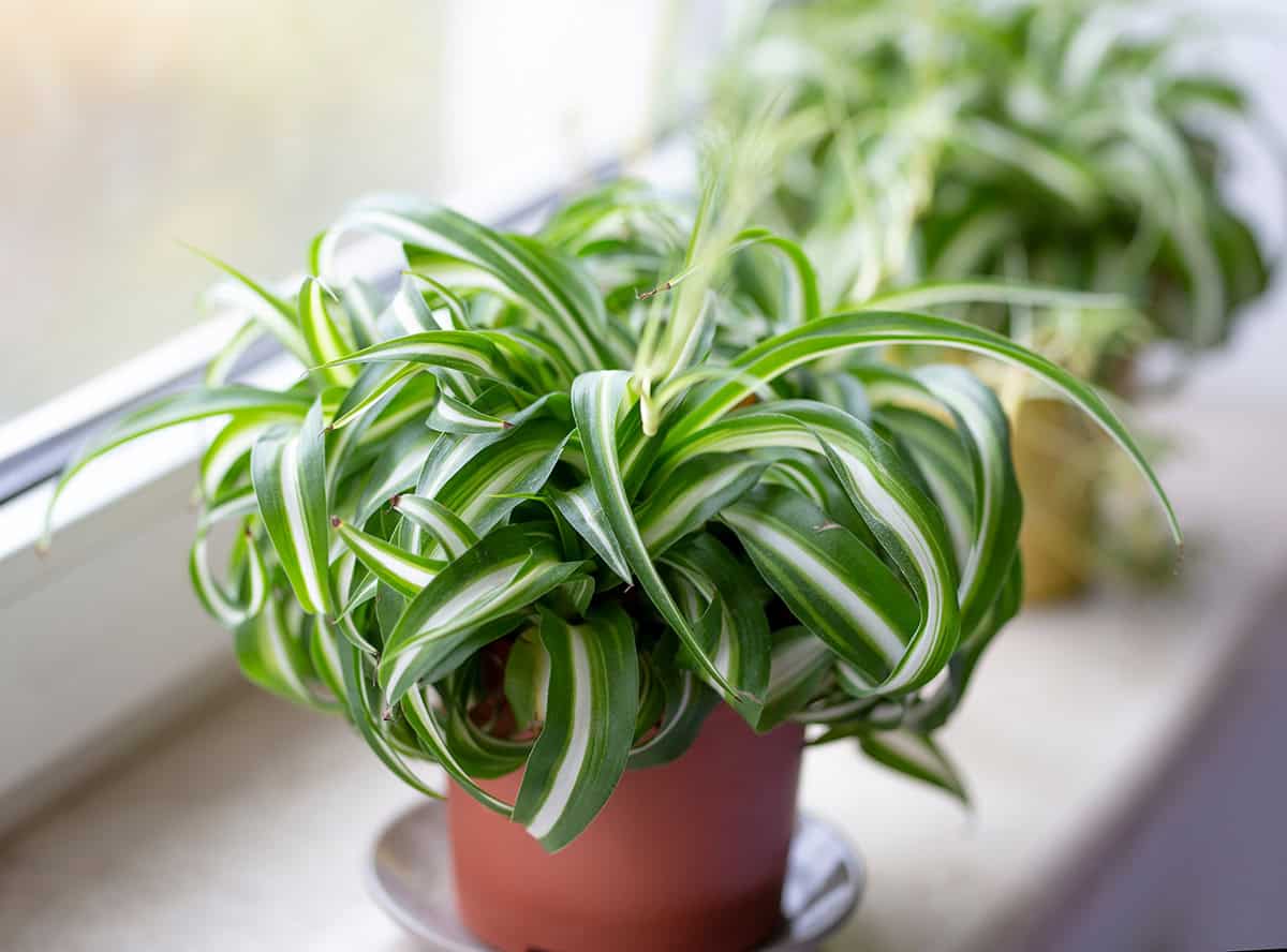 15 Common Varieties of Spider Plants – A Comprehensive Guide ...