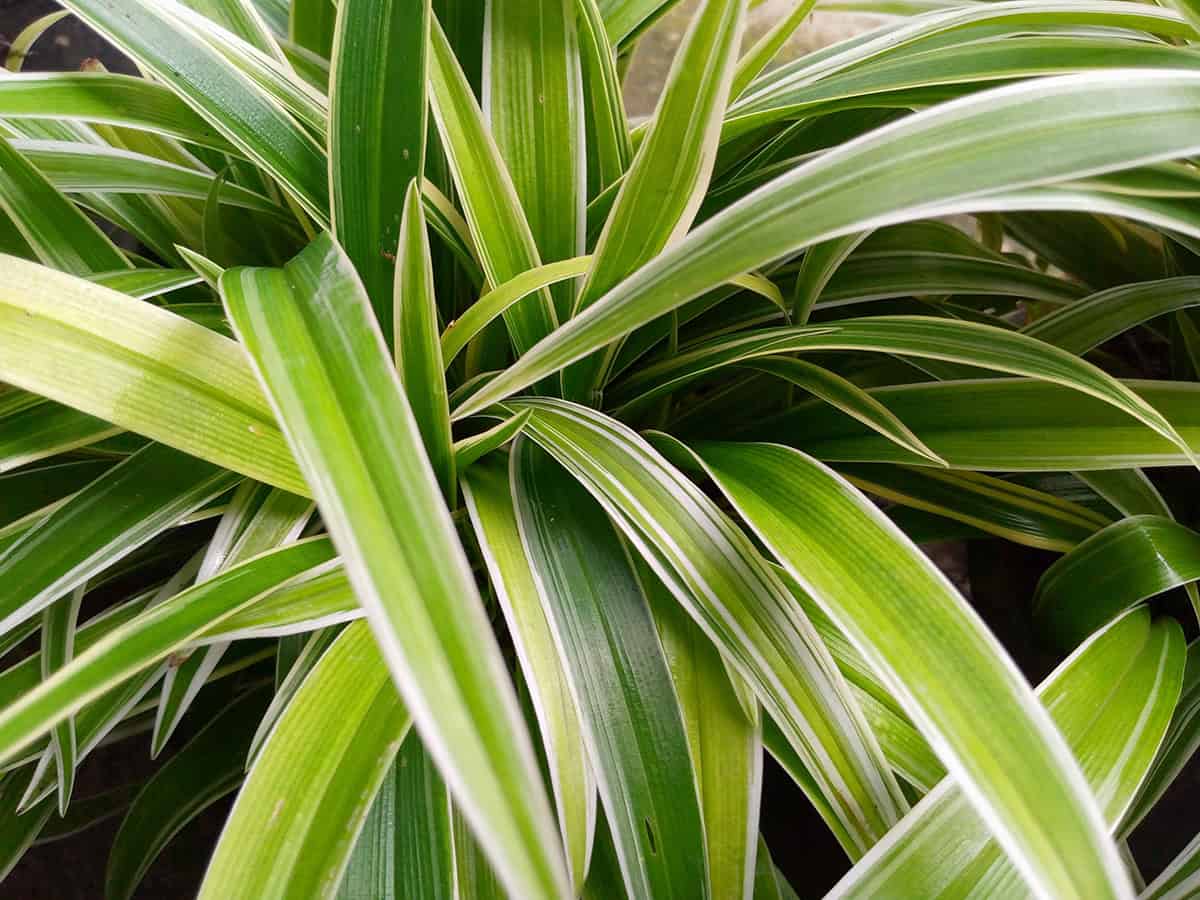 15 Common Varieties of Spider Plants – A Comprehensive Guide ...
