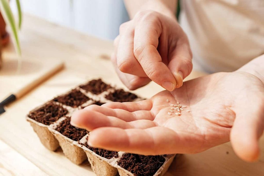 How to Start Seeds Indoors (Step-by-step Guide) - Plantglossary