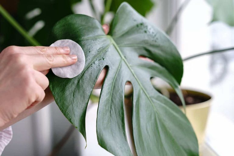 How to Clean Houseplant Leaves The Right Way - Plantglossary