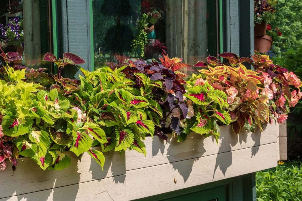 20 Best Flowers for Your Window Boxes - Plantglossary