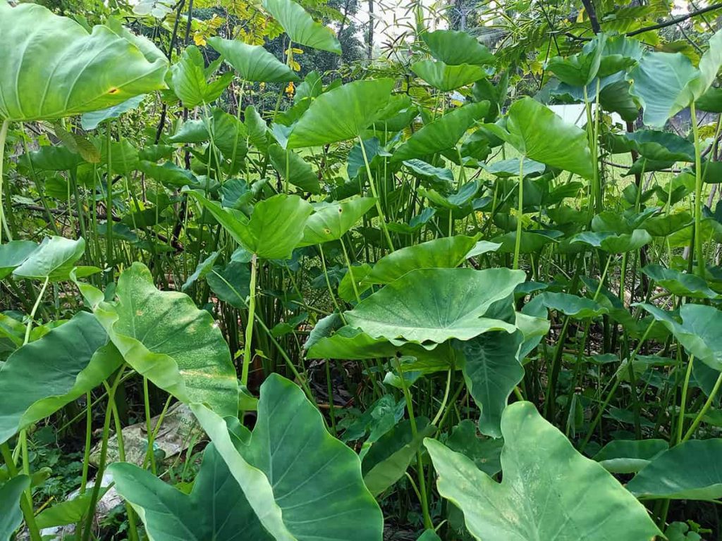 25 Stunning Types of Elephant Ear Plants - Plantglossary