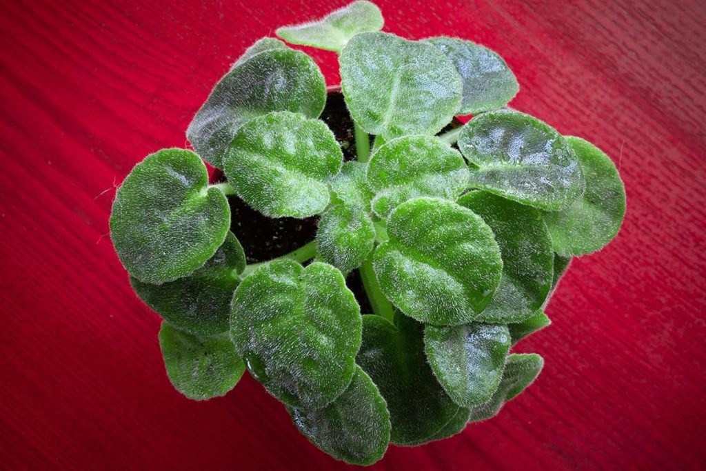 20 Amazing Trailing Houseplants For Any Vertical Displays - Plantglossary