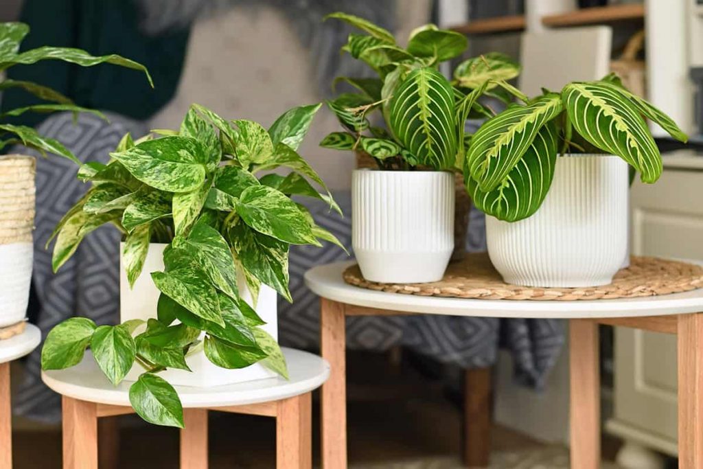 15 Common Houseplants and Their Symbolism - Plantglossary