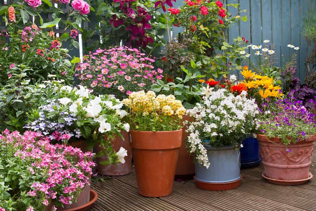 15 Dazzling Container Plant Ideas for Full Sun - Plantglossary