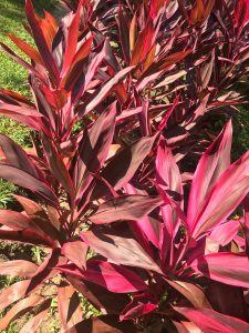 18 Pink Houseplants That Will Make Your Home Pop - Plantglossary