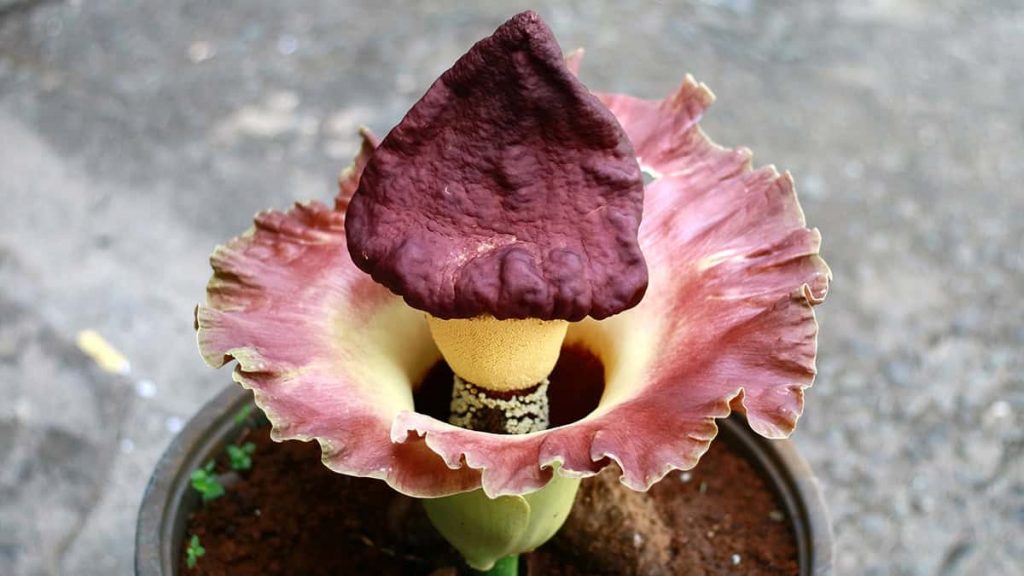 21 Unusual Houseplants That Are Anything But Extraordinary - Plantglossary
