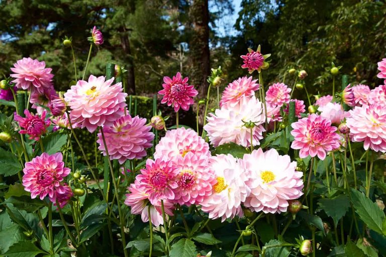 10 Flowers in Season in May – A Guide to Seasonal Blooms - Plantglossary
