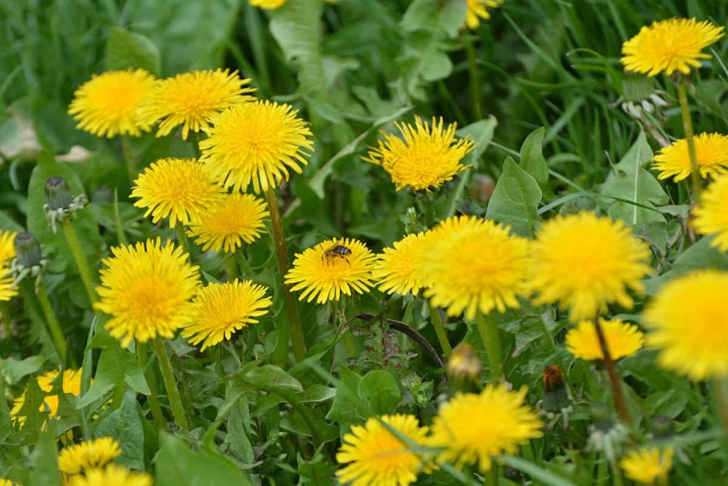 20 Medicinal Wild Plants with Powerful Medicinal Benefits - Plantglossary
