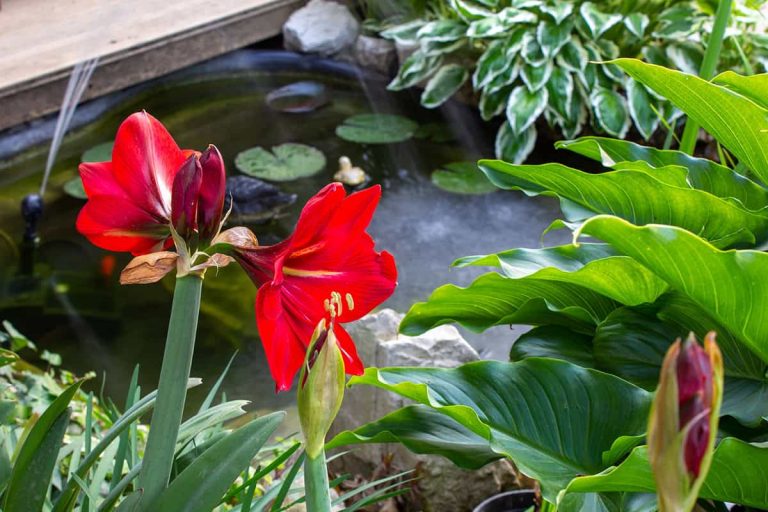 20 Best Plants Around the Pool - Plantglossary