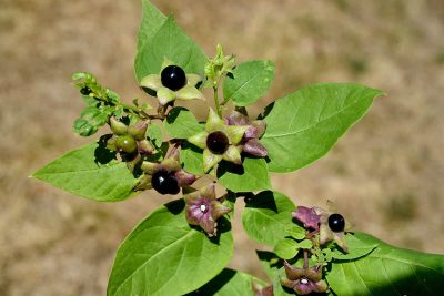 21 Poisonous Plants That Can Harm You - Plantglossary