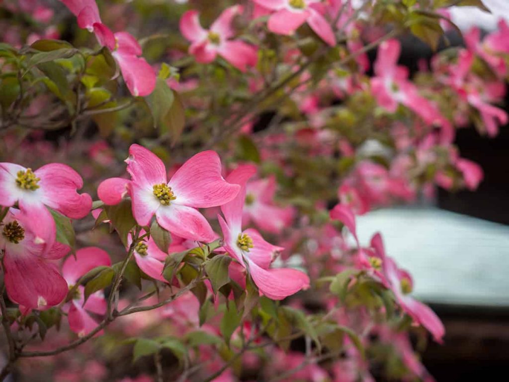 18 Spring Blooming Trees to Enhance Your Landscape - Plantglossary