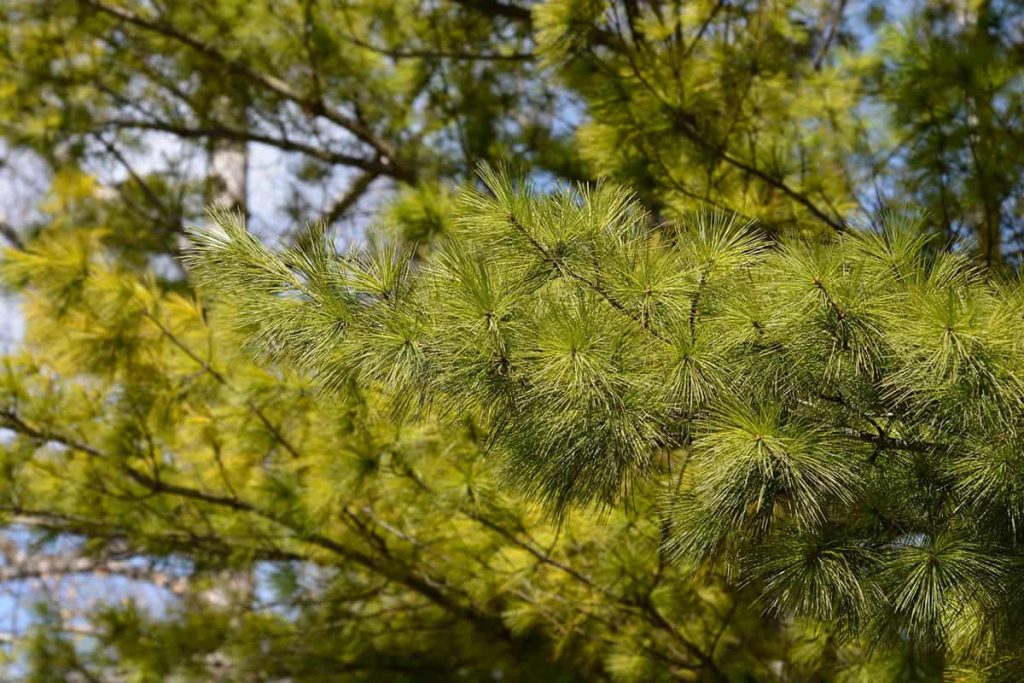 30 Different Types of Pine Trees You Can Grow - Plantglossary
