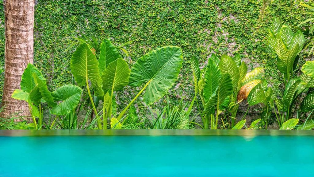 20 Best Plants Around the Pool - Plantglossary