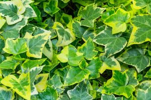A Complete Care Guide to Ivy Plants - Plantglossary