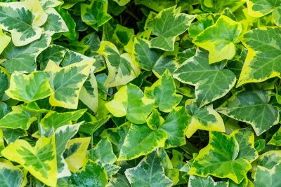 A Complete Care Guide to Ivy Plants - Plantglossary