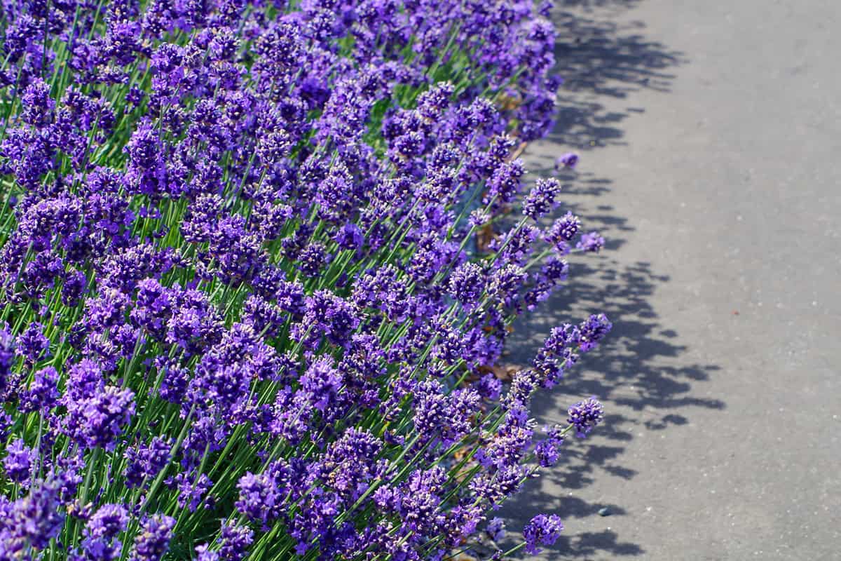 How to Grow and Care for Lavender Plants - Plantglossary