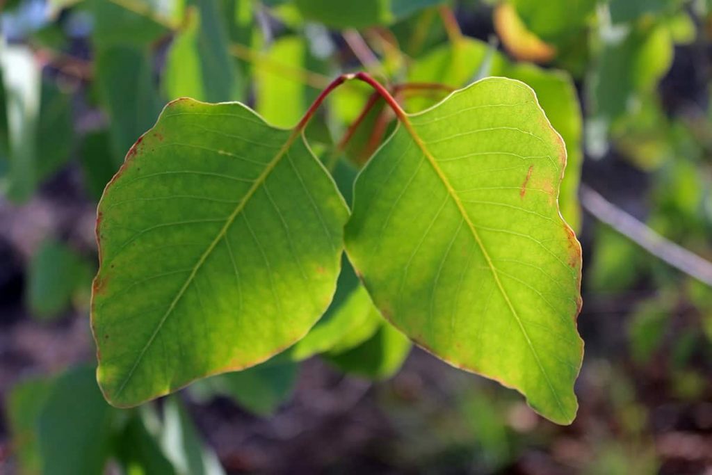 Eucalyptus Plant Care & Growing Guide - Plantglossary