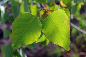 Eucalyptus Plant Care & Growing Guide - Plantglossary