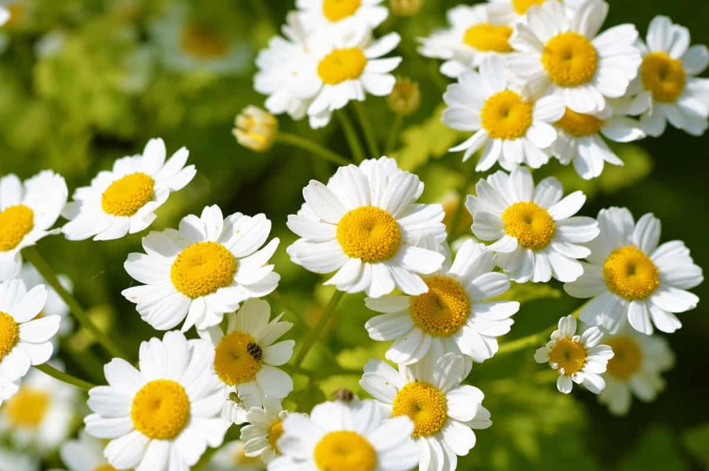 20 Medicinal Wild Plants with Powerful Medicinal Benefits - Plantglossary