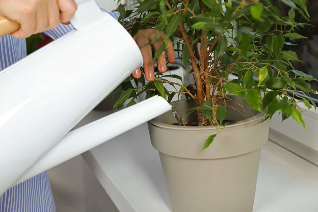 How Often to Water Common Houseplants - Plantglossary