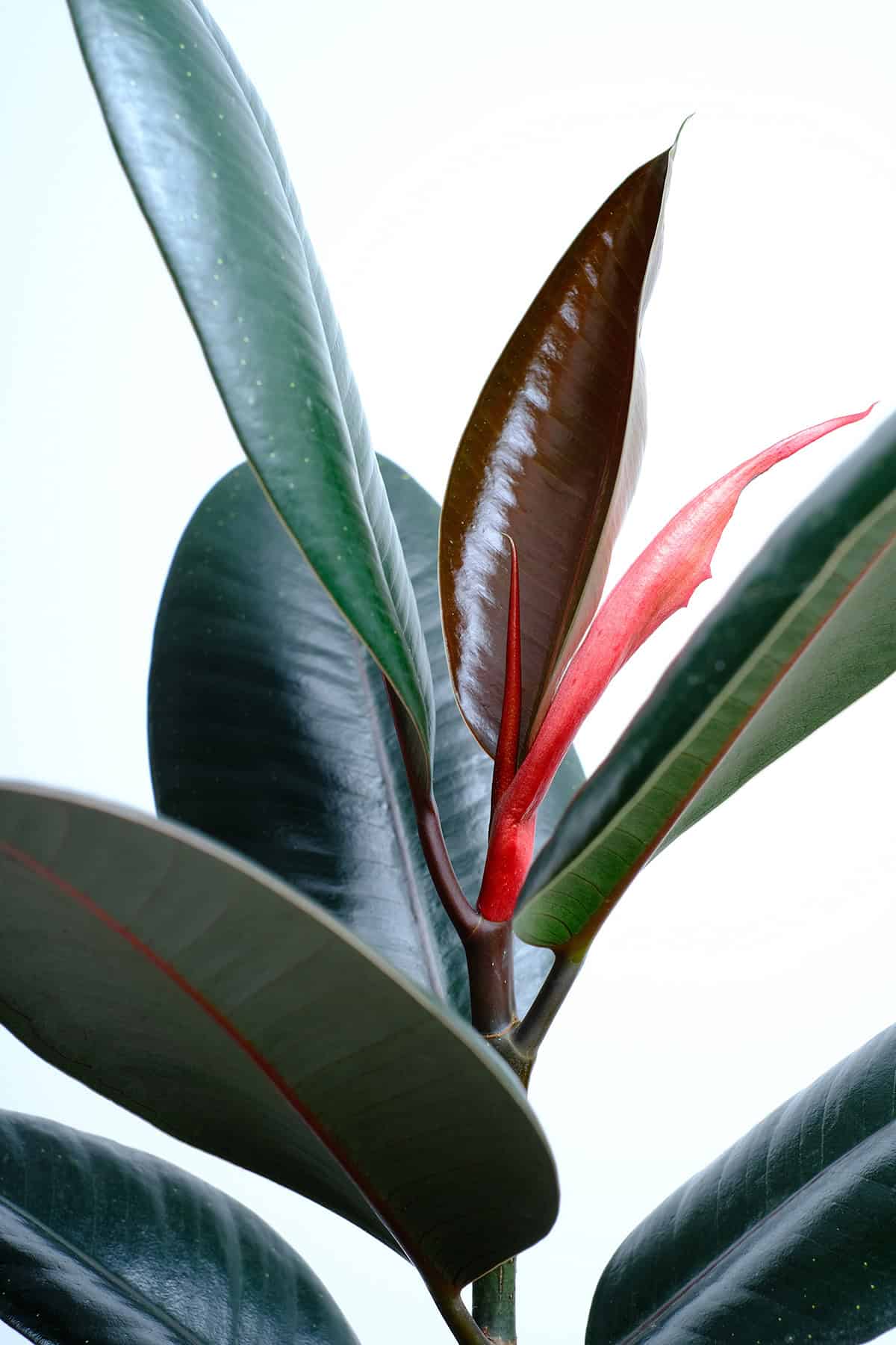 Rubber Plant 101 – Complete Care Tips - Plantglossary