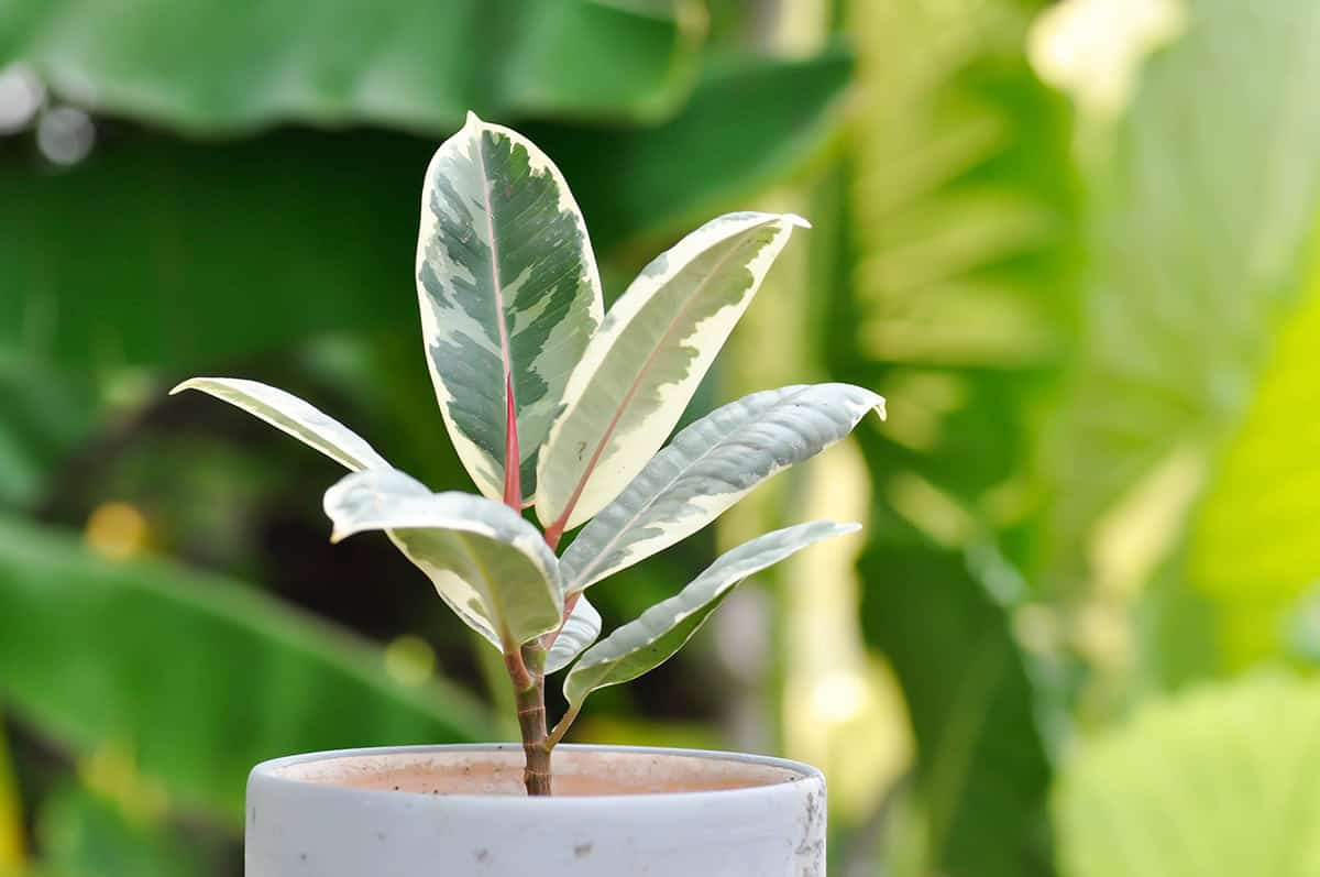 Rubber Plant 101 – Complete Care Tips - Plantglossary