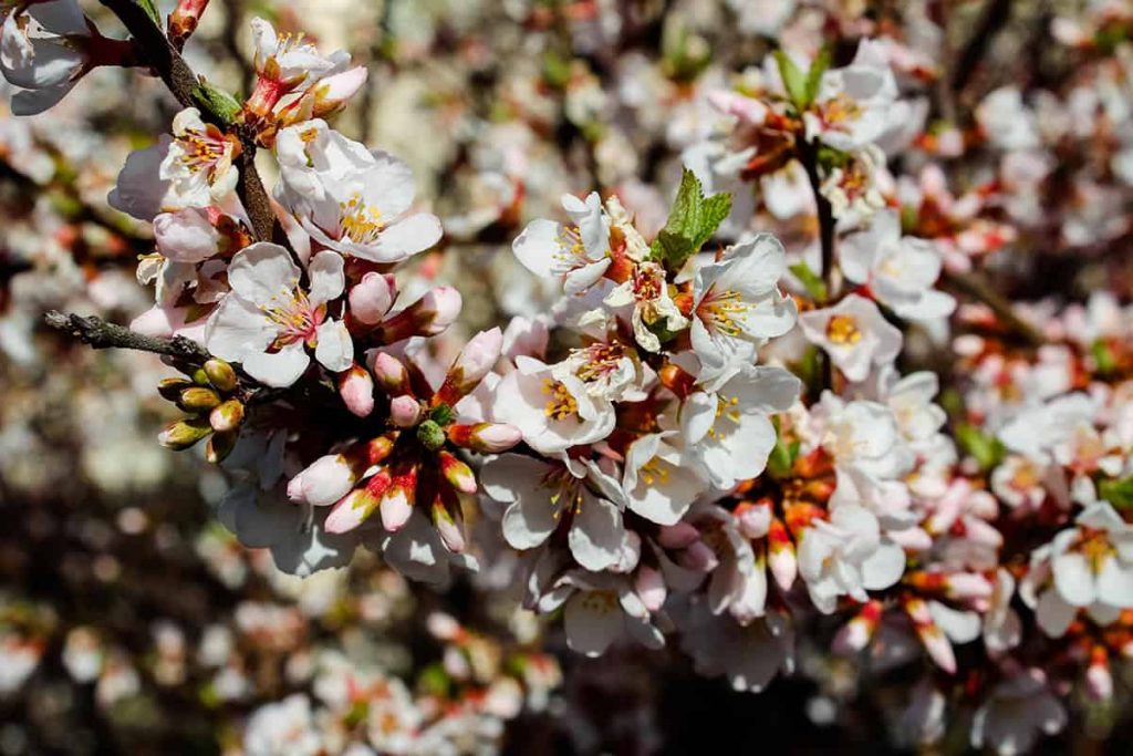 18 Spring Blooming Trees to Enhance Your Landscape - Plantglossary
