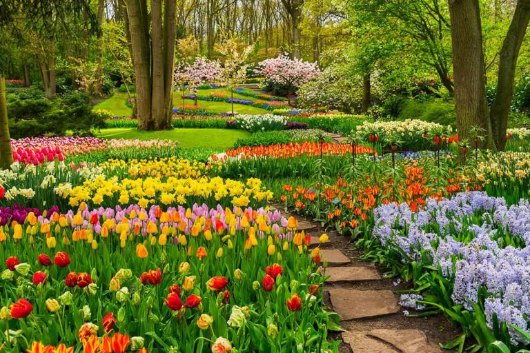 10 Flowers in Season in May – A Guide to Seasonal Blooms - Plantglossary