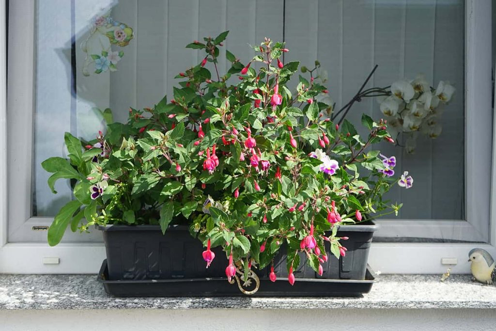 20 Best Flowers for Your Window Boxes - Plantglossary