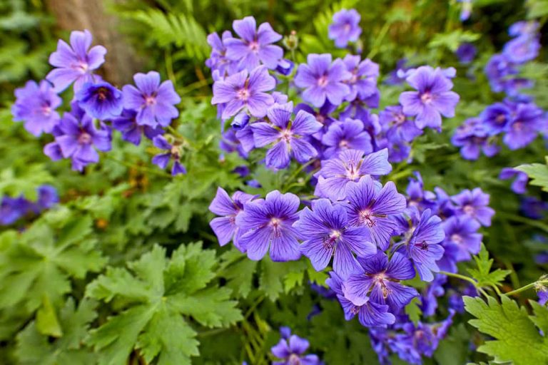 10 Flowers in Season in May – A Guide to Seasonal Blooms - Plantglossary