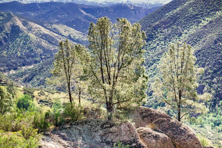 30 Different Types of Pine Trees You Can Grow - Plantglossary