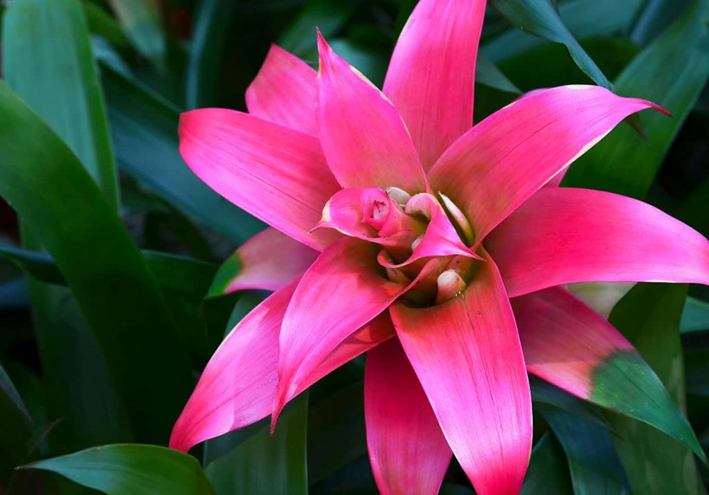 18 Pink Houseplants That Will Make Your Home Pop - Plantglossary