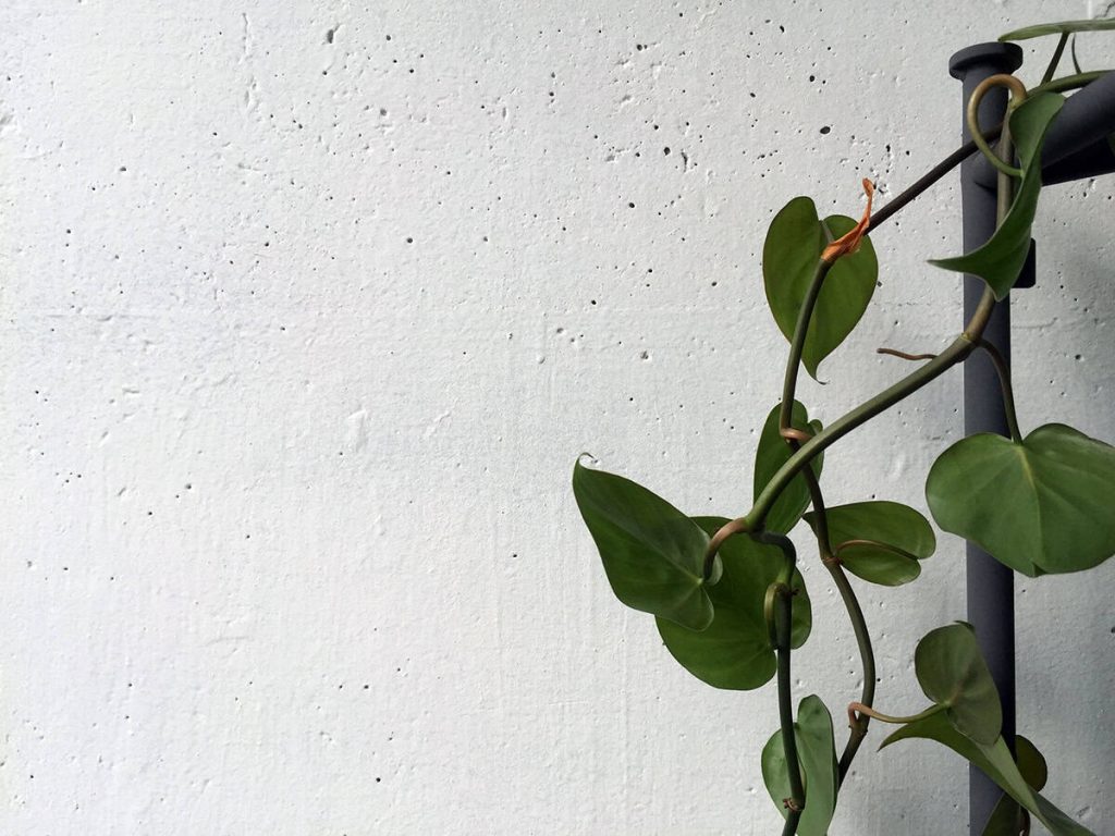 Top 20 Indoor Hanging Plants to Add Greenery and Elevate Your Decor ...