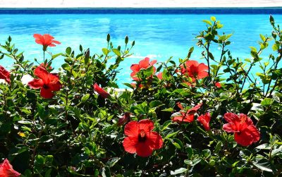 20 Best Plants Around the Pool - Plantglossary